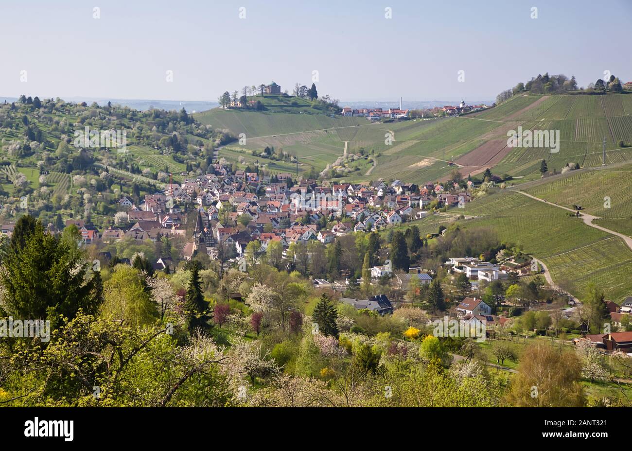 the village of Uhlbach amidst flowering orchards and vineyards with the ...