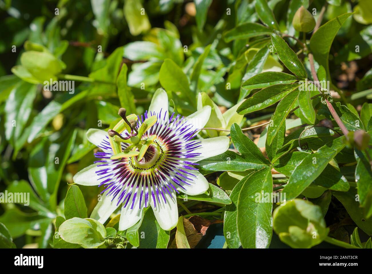 Plastic bloom hi-res stock photography and images - Alamy