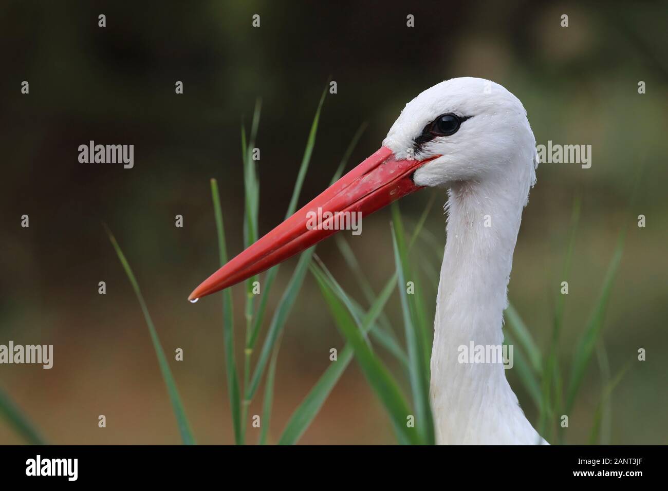 Portrait of a White Stork Close up IV Stock Photo - Alamy