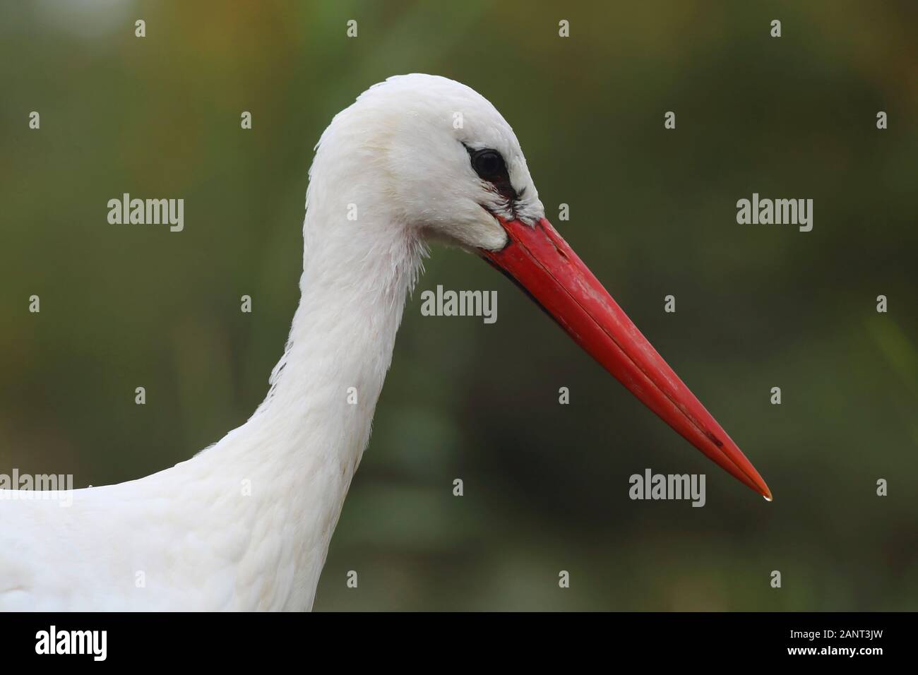 Stork beak close hi-res stock photography and images - Alamy