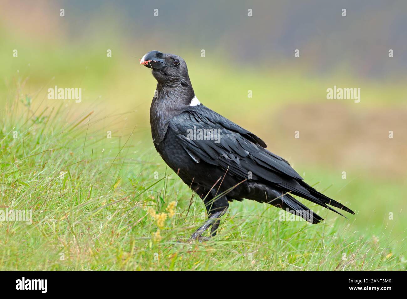 African white necked raven hi-res stock photography and images - Alamy