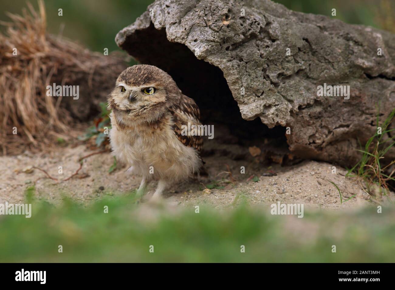 Burrowing Owl Relaxing and Chilling Out in front of Burrow I Stock ...