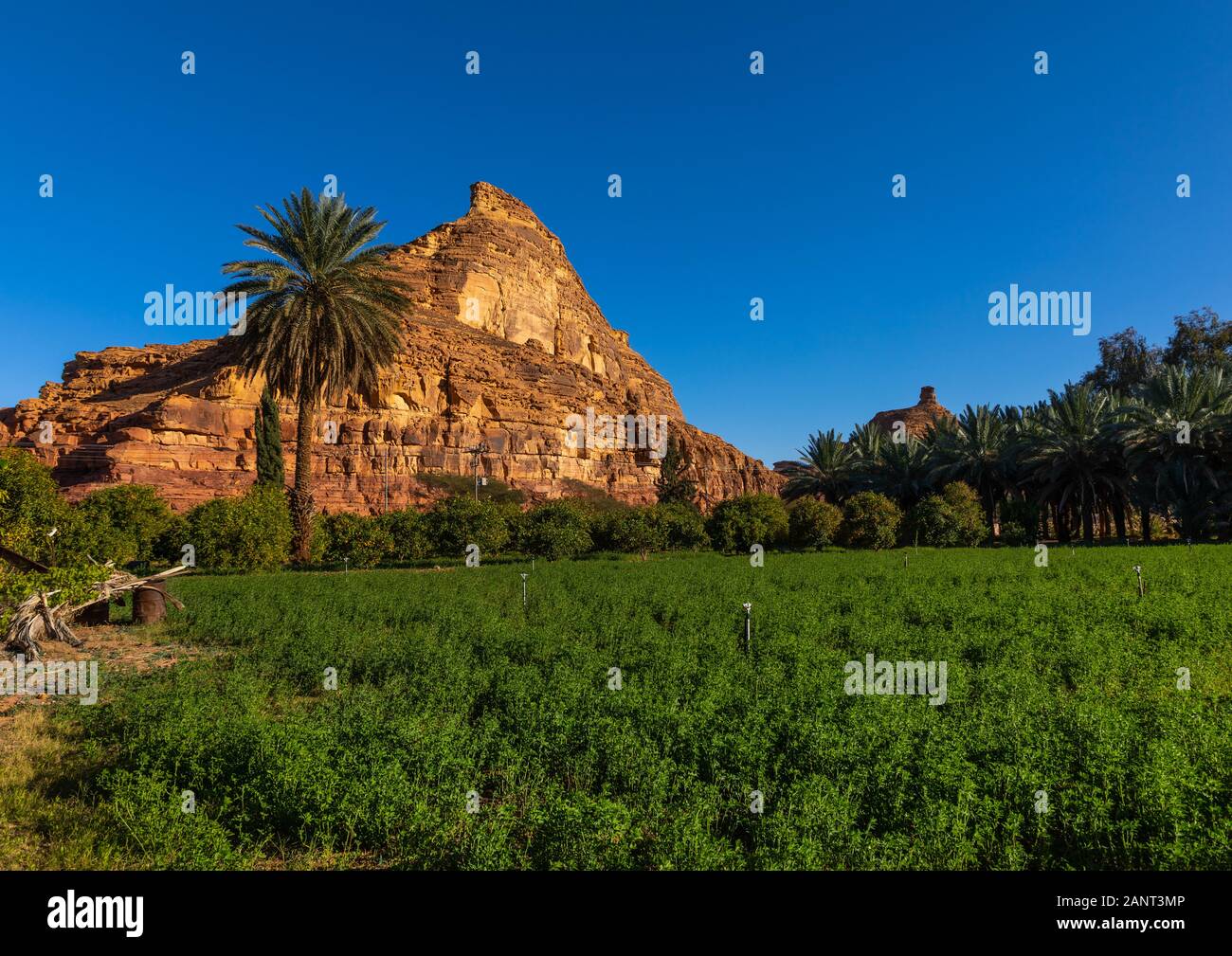 Farm in front of a mountain, Al Madinah Province, Alula, Saudi Arabia ...