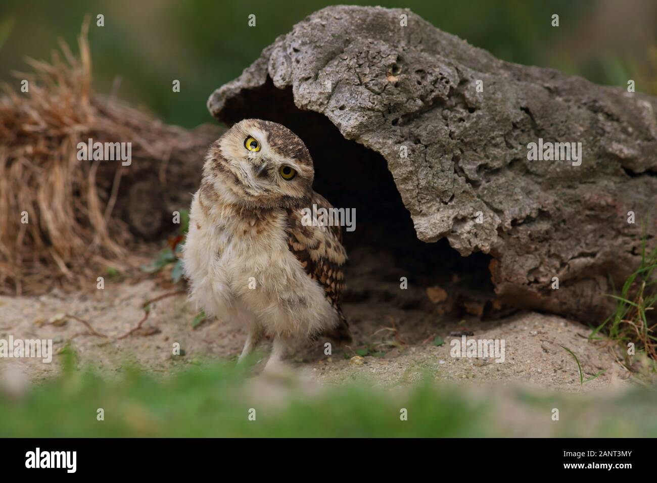 Burrowing Owl Tilting its Head in front of Burrow II Stock Photo - Alamy