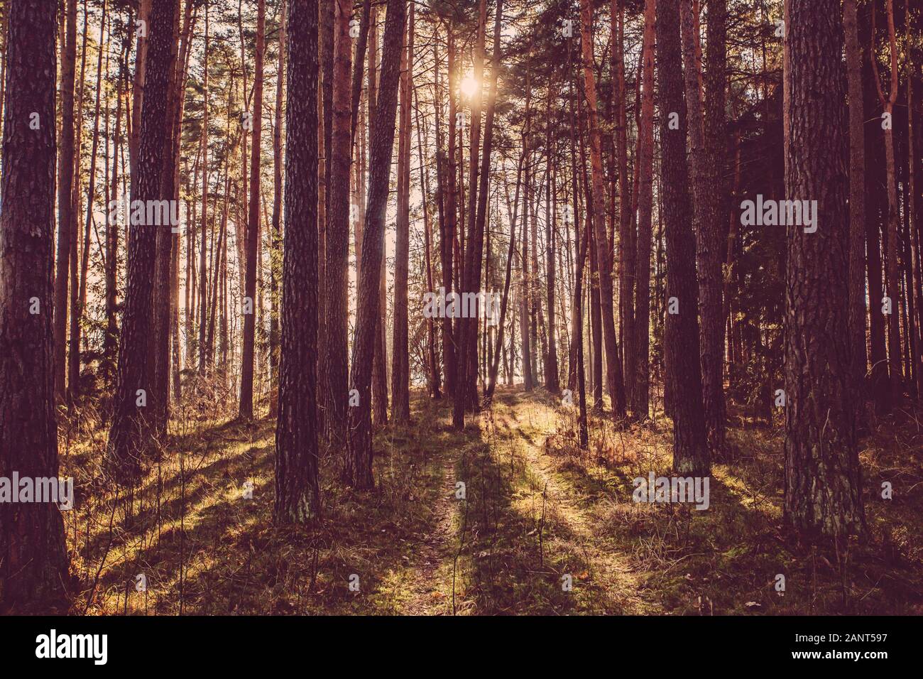 Empty forest at warm and dry European January Stock Photo - Alamy
