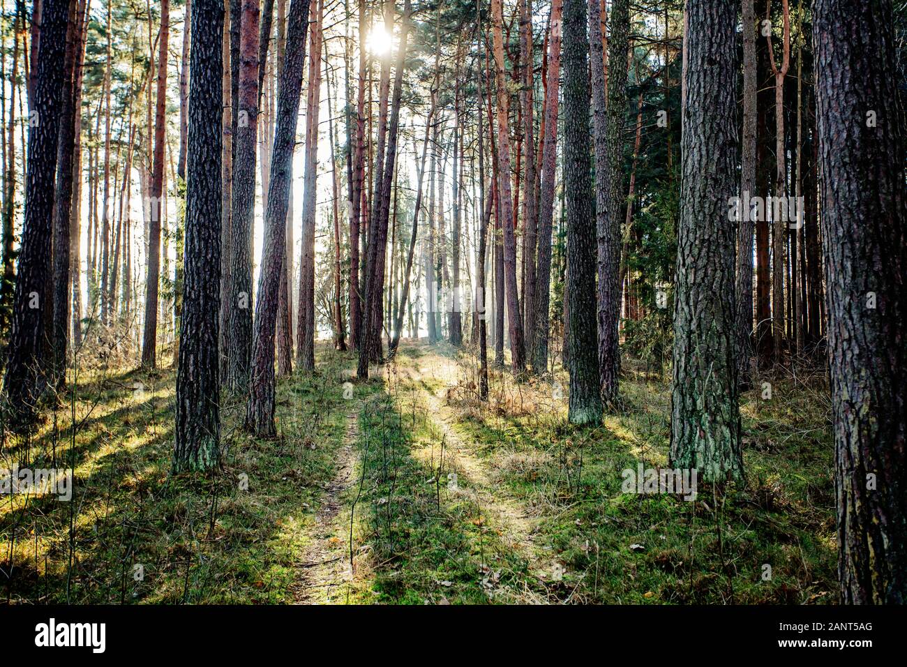 Empty forest at warm and dry European January Stock Photo - Alamy