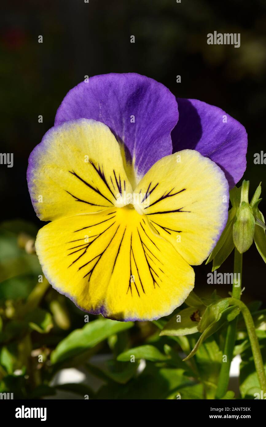 Pansy flower portrait hi-res stock photography and images - Alamy
