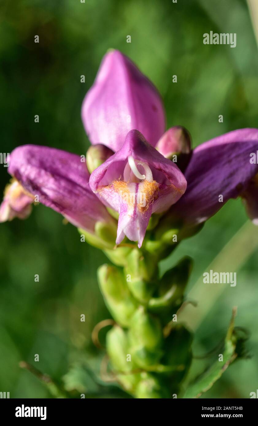 Chelone Obliqua, turtle head flower Stock Photo - Alamy