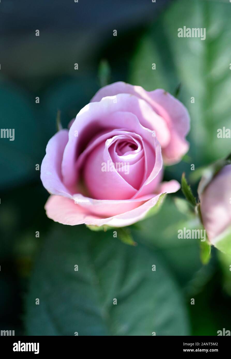 Dusky pink rose hi-res stock photography and images - Alamy