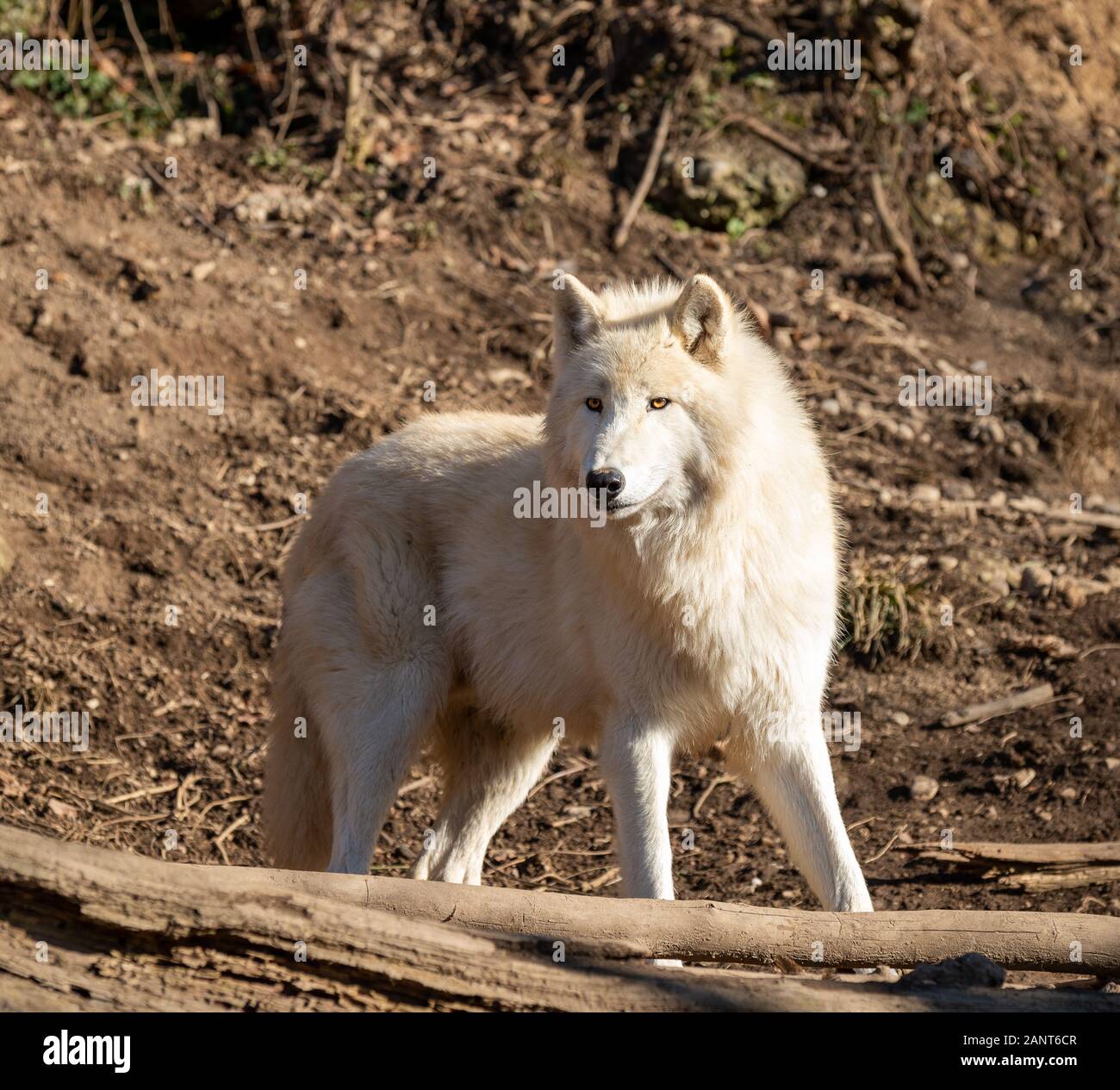 Zoo of salzburg hi-res stock photography and images - Alamy