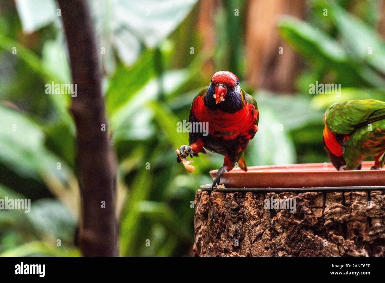 Red macaw in birdcage parrot green feather balance leg food eat fruit ...