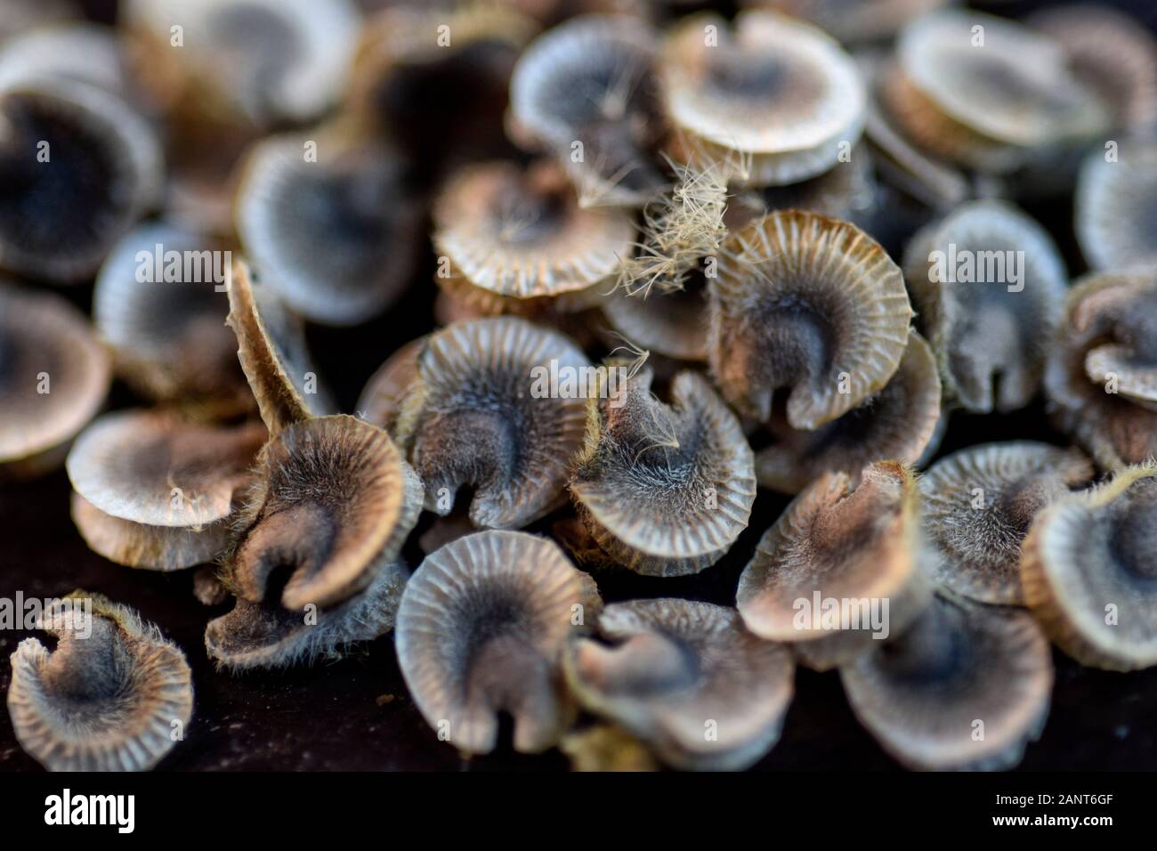 Hollyhock seeds hi-res stock photography and images - Alamy
