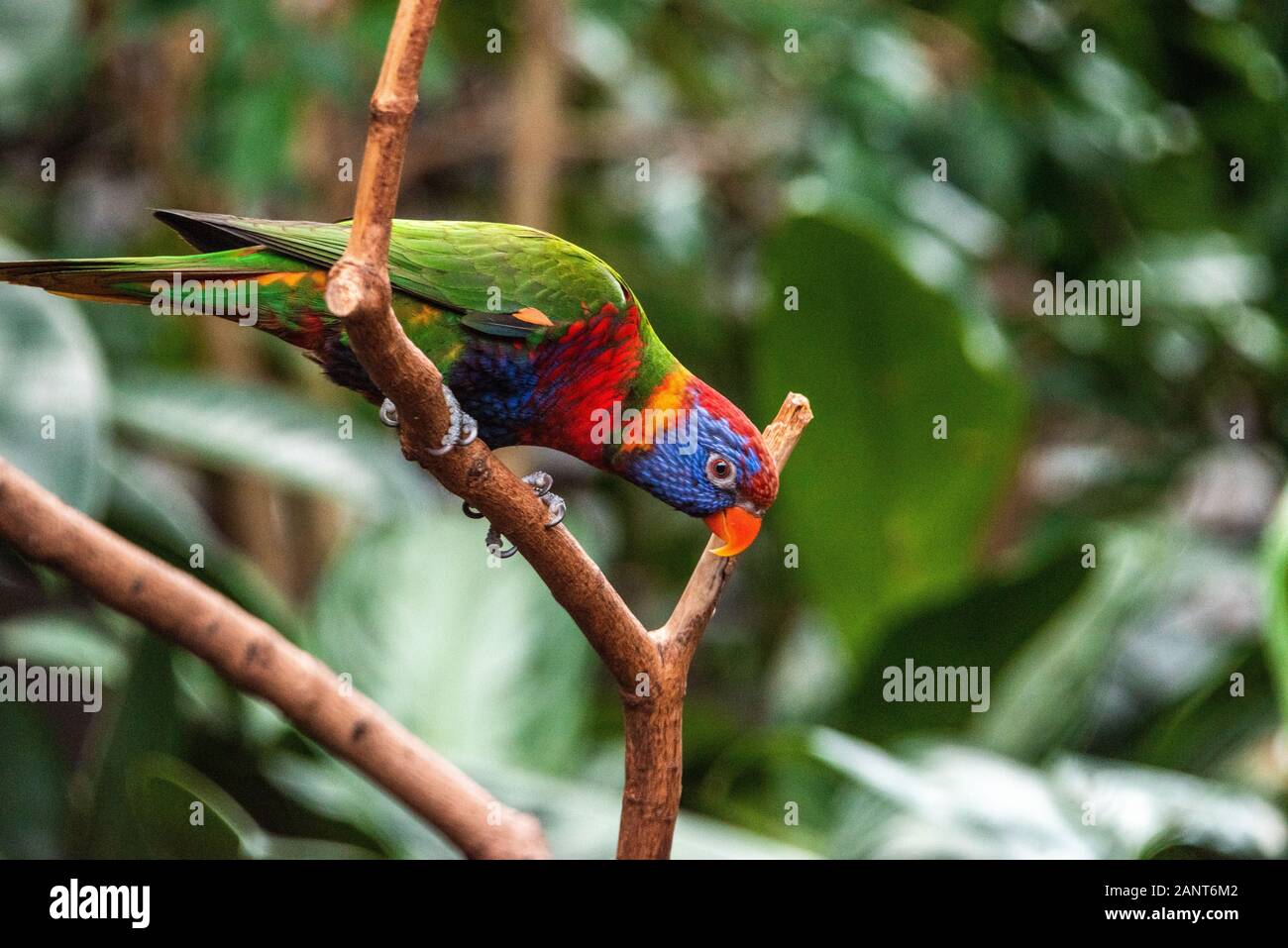 Red macaw in birdcage parrot green feather balance leg food eat fruit ...