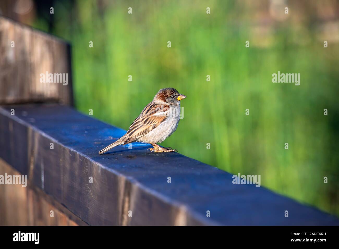 Side view of a sparrow bird close up on a blurred background Stock ...