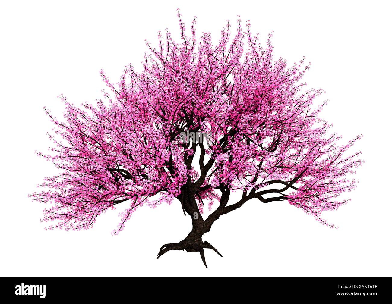 3D rendering of a pink blooming sakura tree isolated on white ...