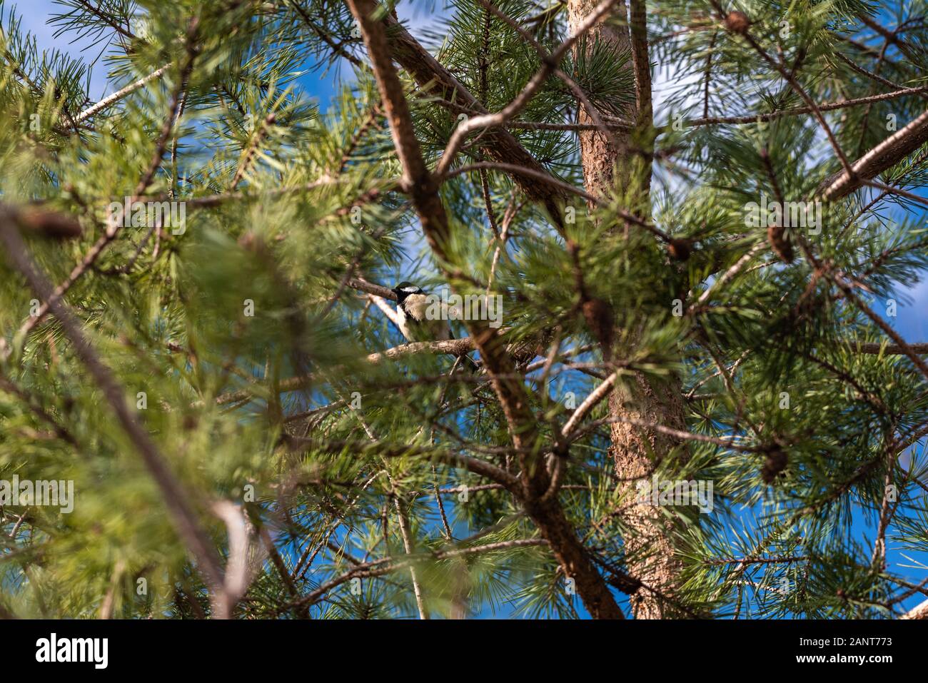 A common nightingale bird in a fir tree evergreen Stock Photo - Alamy