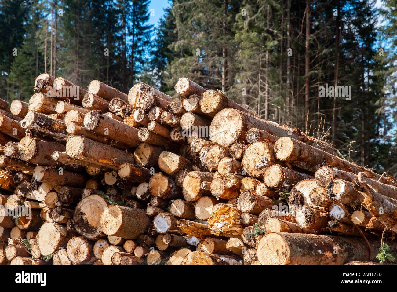 Stacked wood logs tree background blue sky. Concept lumber timber ...