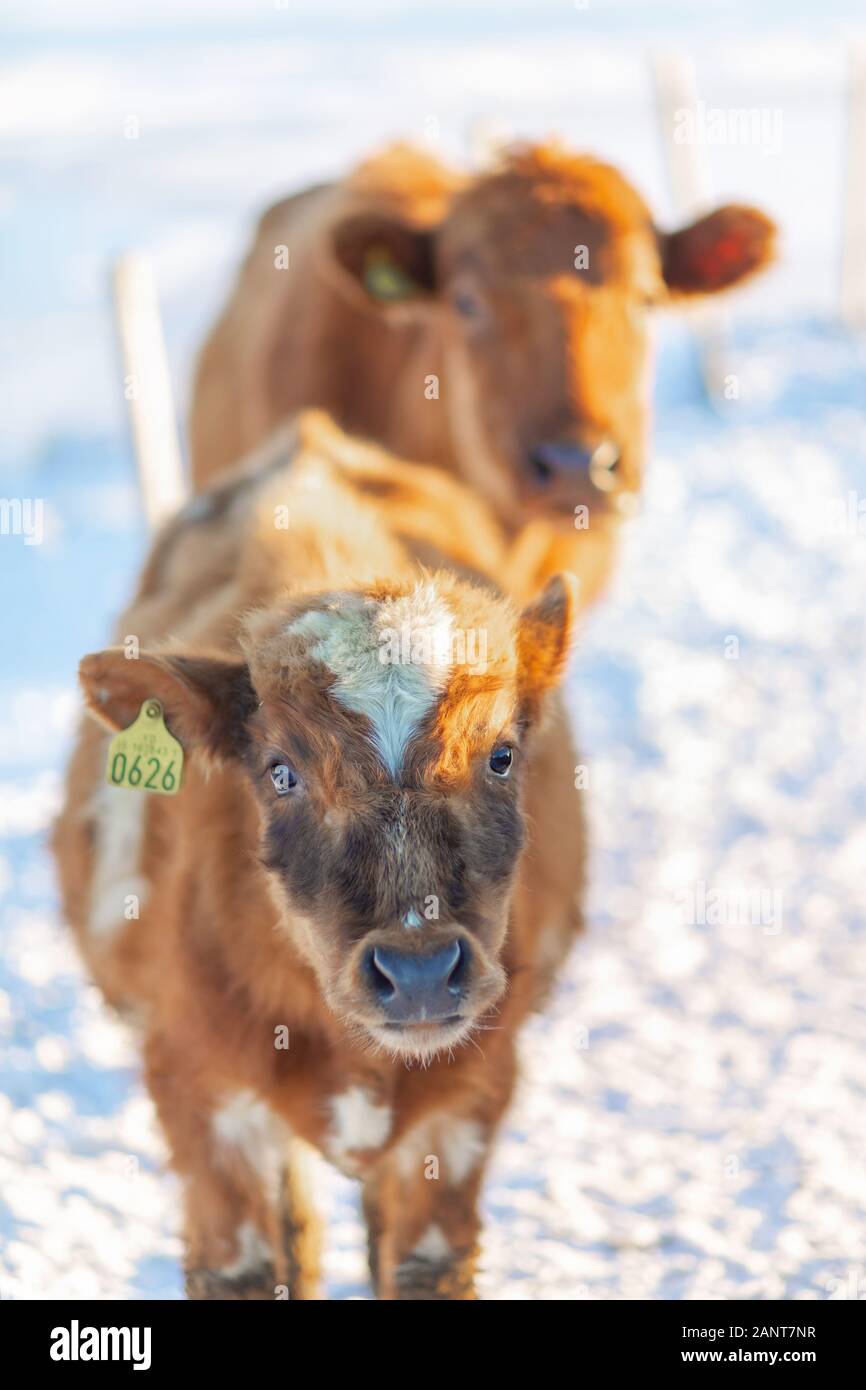 Icelandic cow hi-res stock photography and images - Alamy