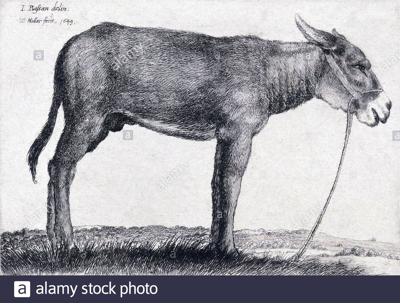 Donkey, etching by Bohemian etcher Wenceslaus Hollar from 1600s Stock ...