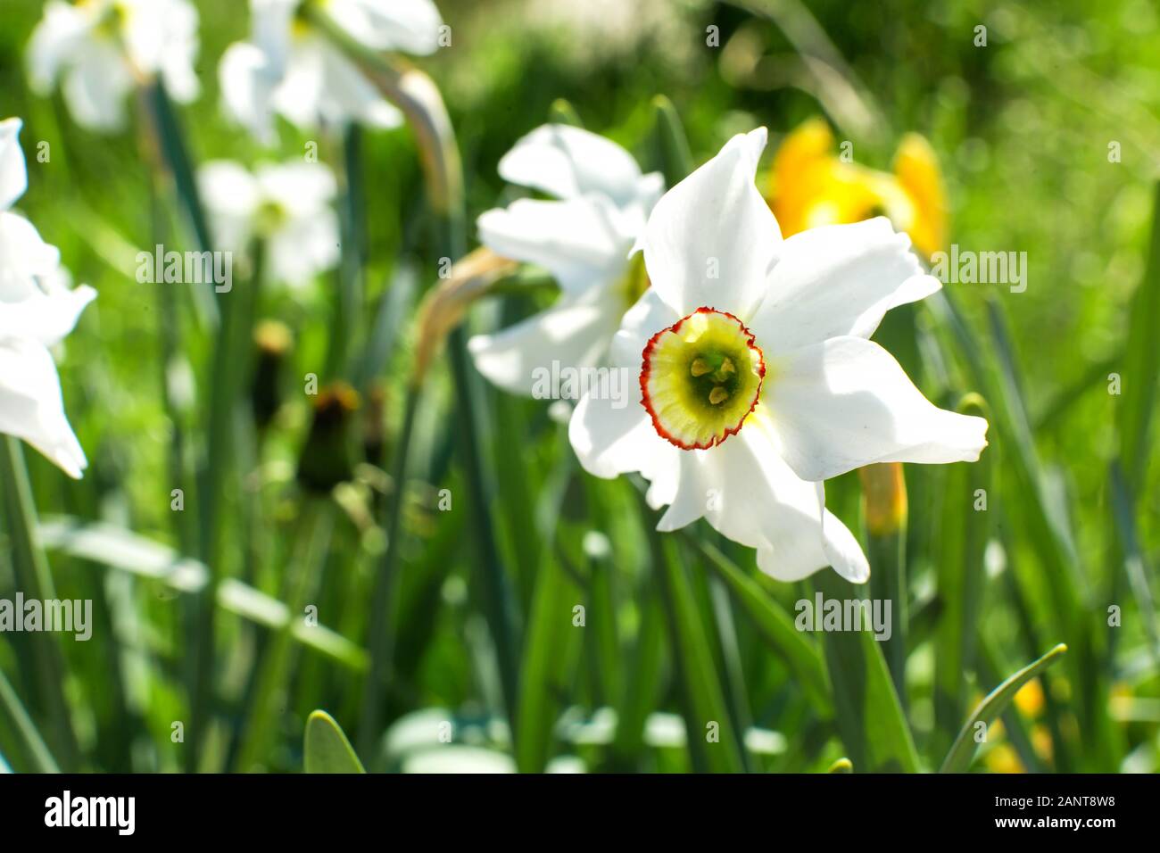 Nargis flowers hi-res stock photography and images - Alamy