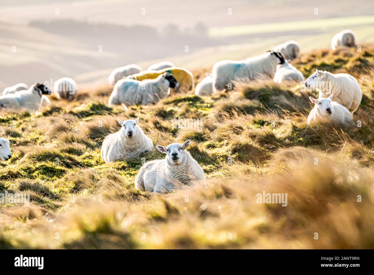 Ministry Of Livestock High Resolution Stock Photography and Images - Alamy