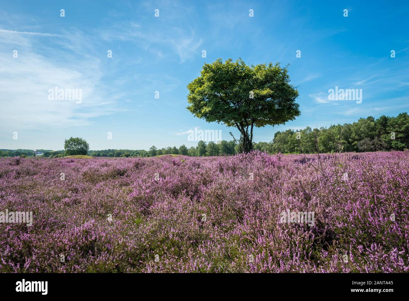 Purple heather moor hi-res stock photography and images - Alamy