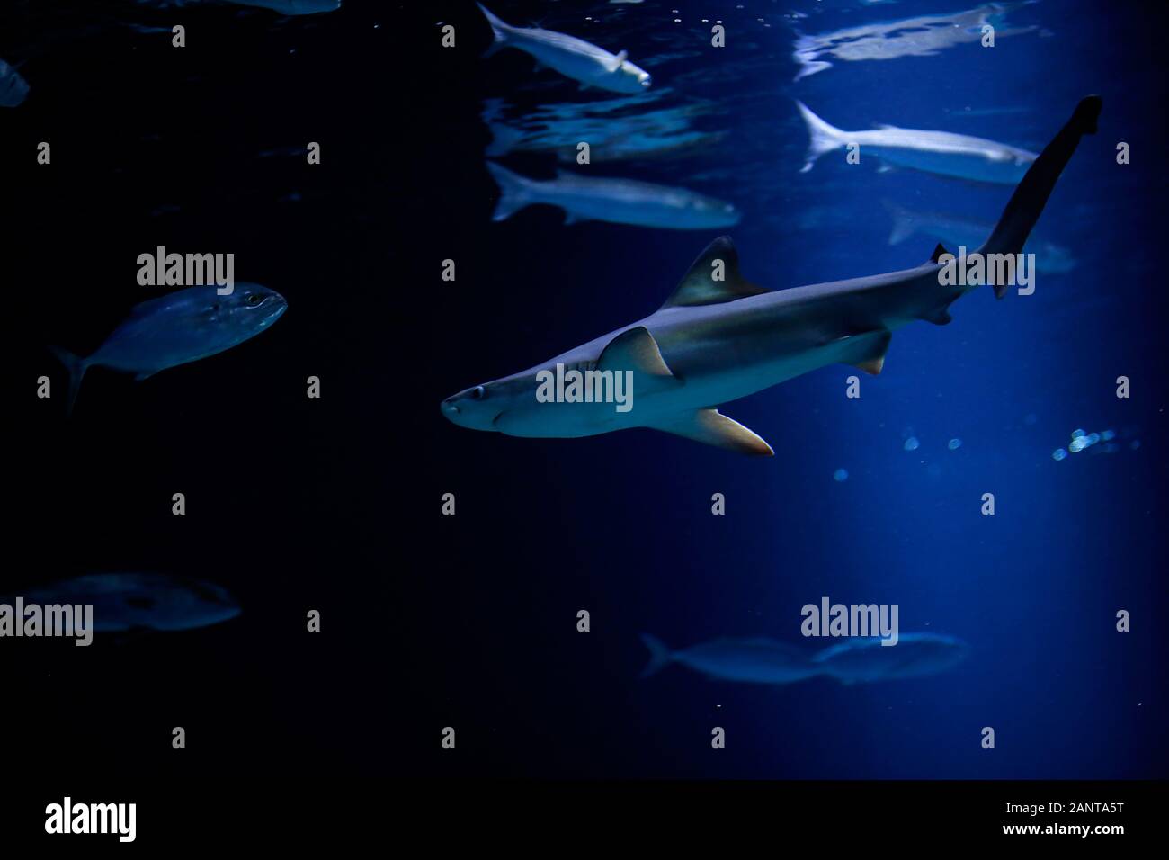 Shark on aquarium hi-res stock photography and images - Alamy