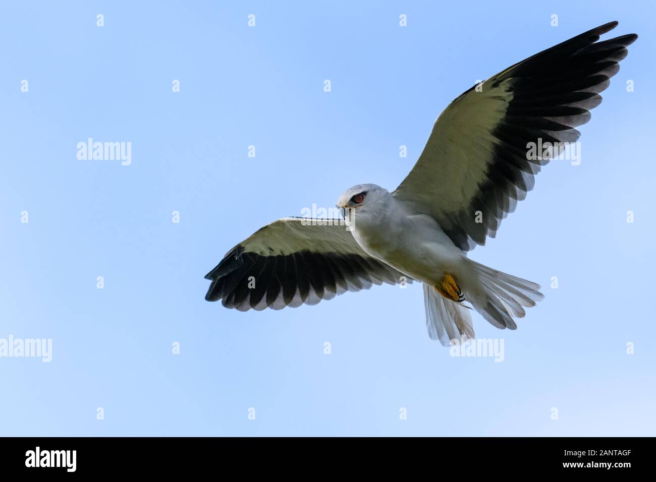 Blck winged kite a bird of Indian sub-continent Stock Photo - Alamy