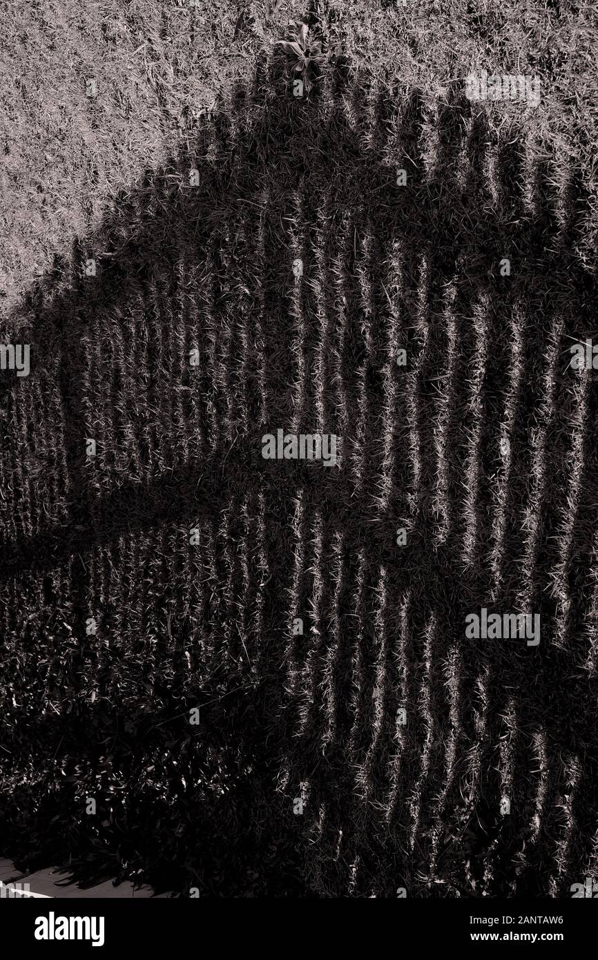 Fence shadow falling across a dry lawn footpath in suburban Carina ...