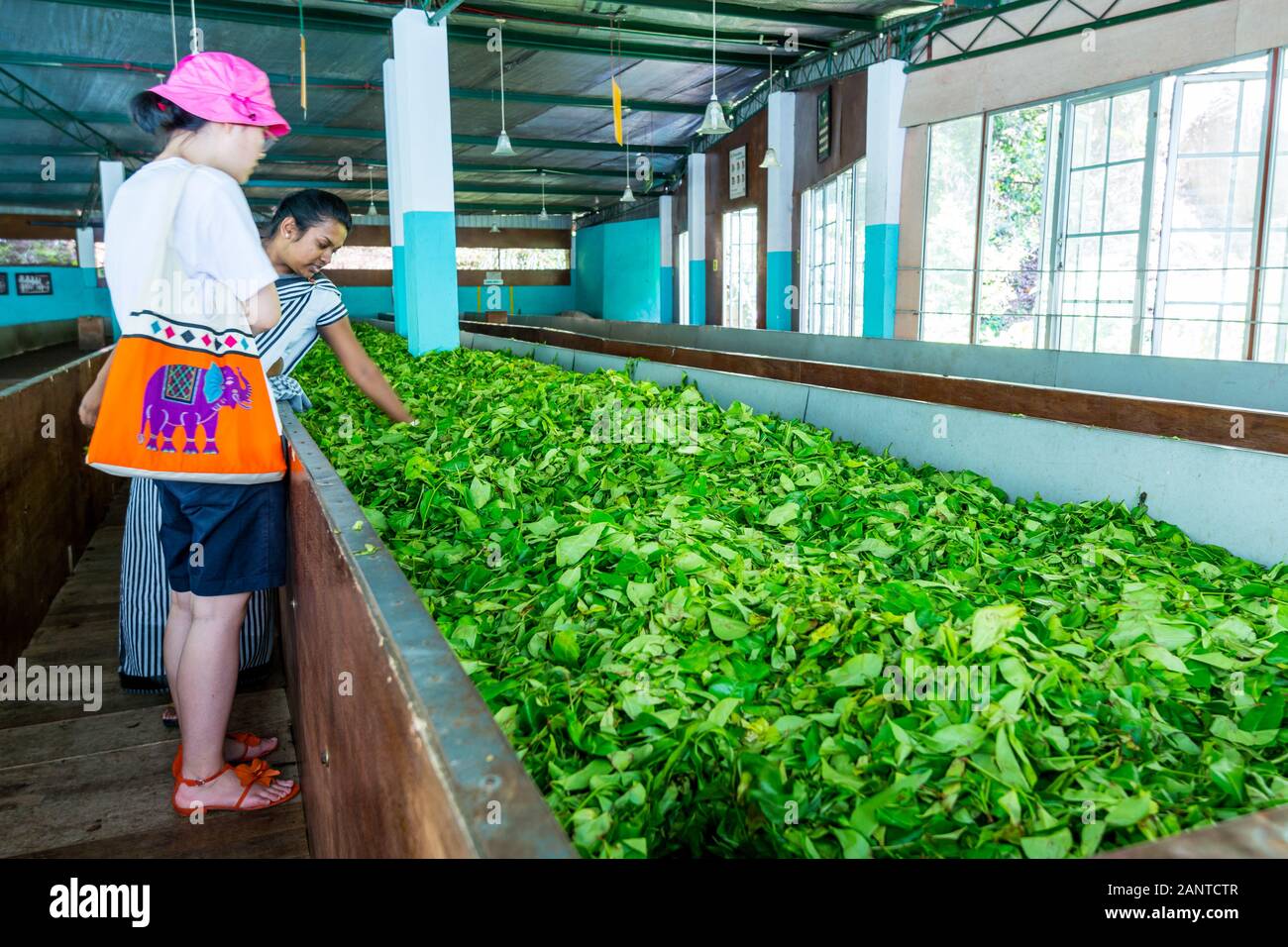 Factory making tea in Sri Lanka. Inside a tea factory, the ower is ...