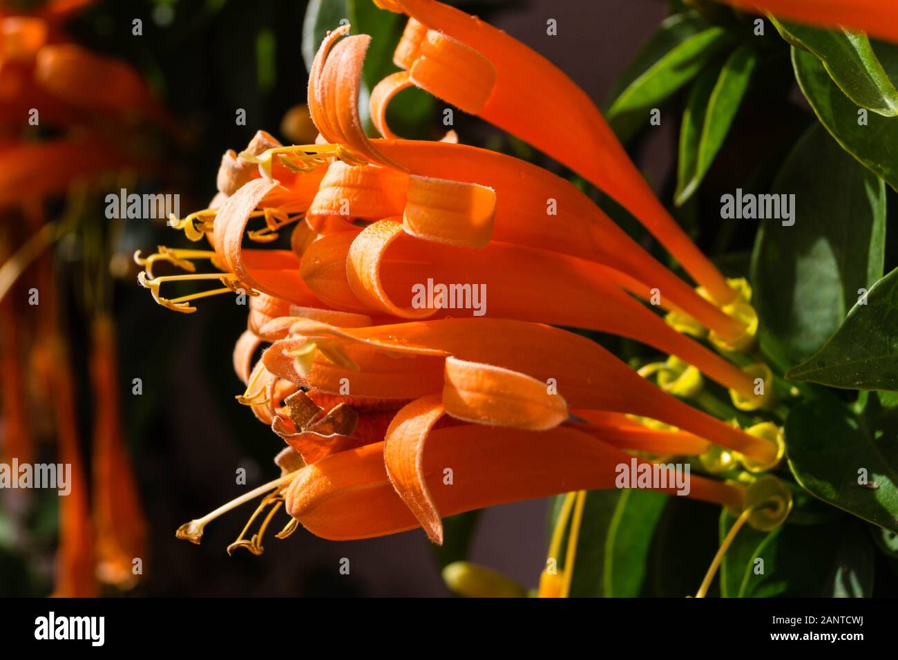 The african orange trumpetflower Bignoniaceae Stock Photo - Alamy