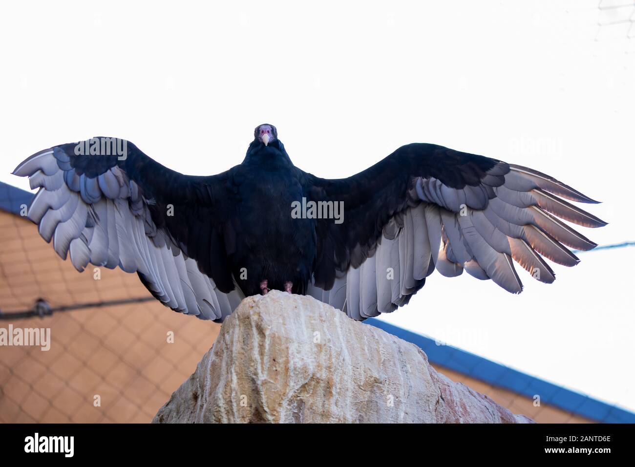 Turkey Vulture i n Phoenix Zoo, Arizona, USA Stock Photo - Alamy