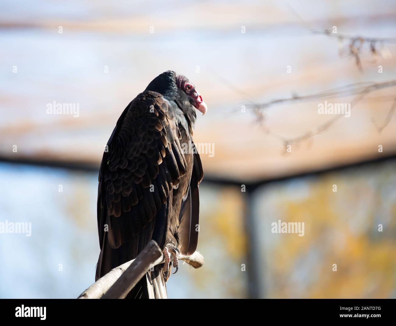 Turkey Vulture i n Phoenix Zoo, Arizona, USA Stock Photo - Alamy
