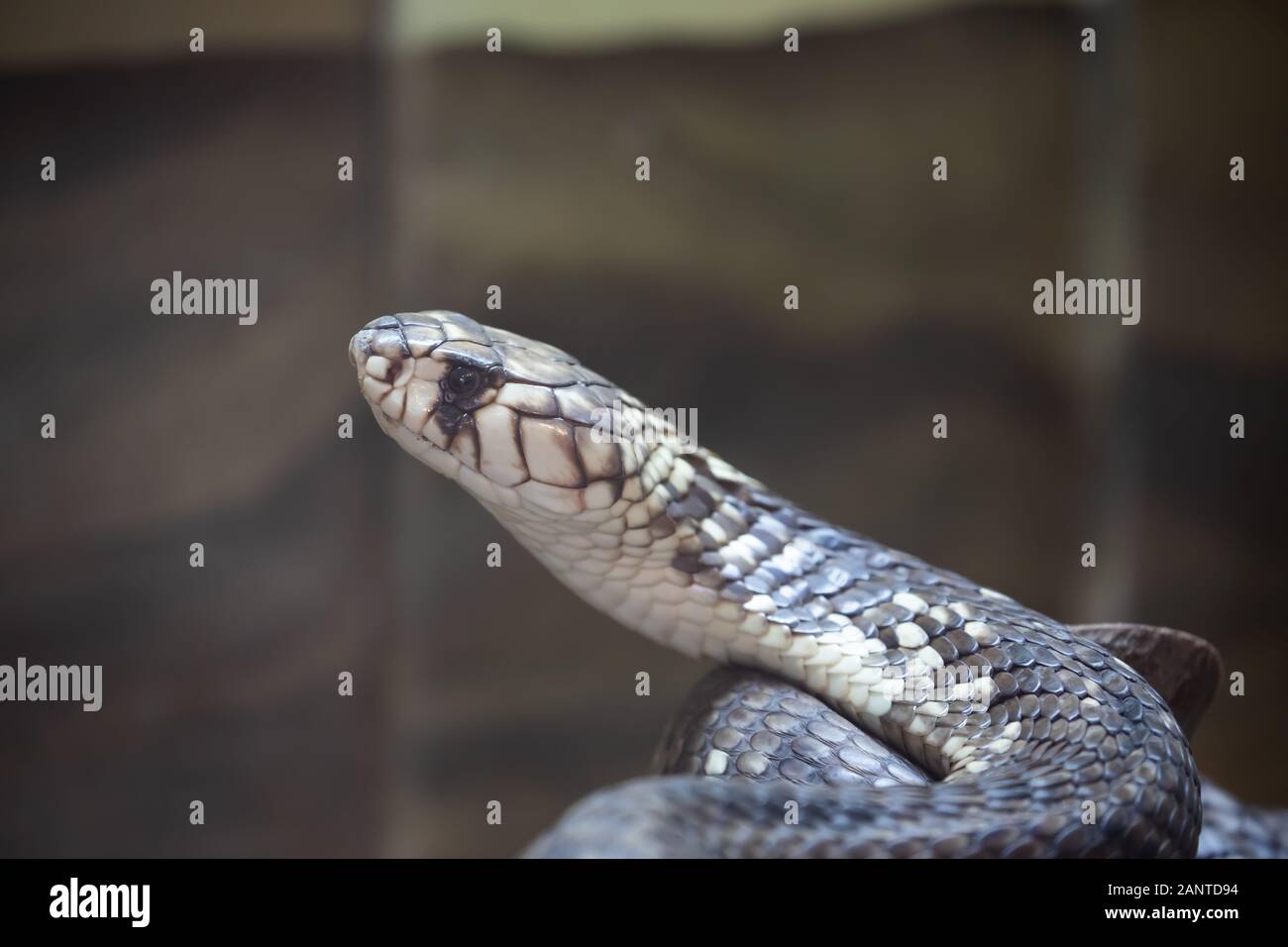 Snouted Cobra in Phoenix Zoo, Arizona, USA Stock Photo - Alamy