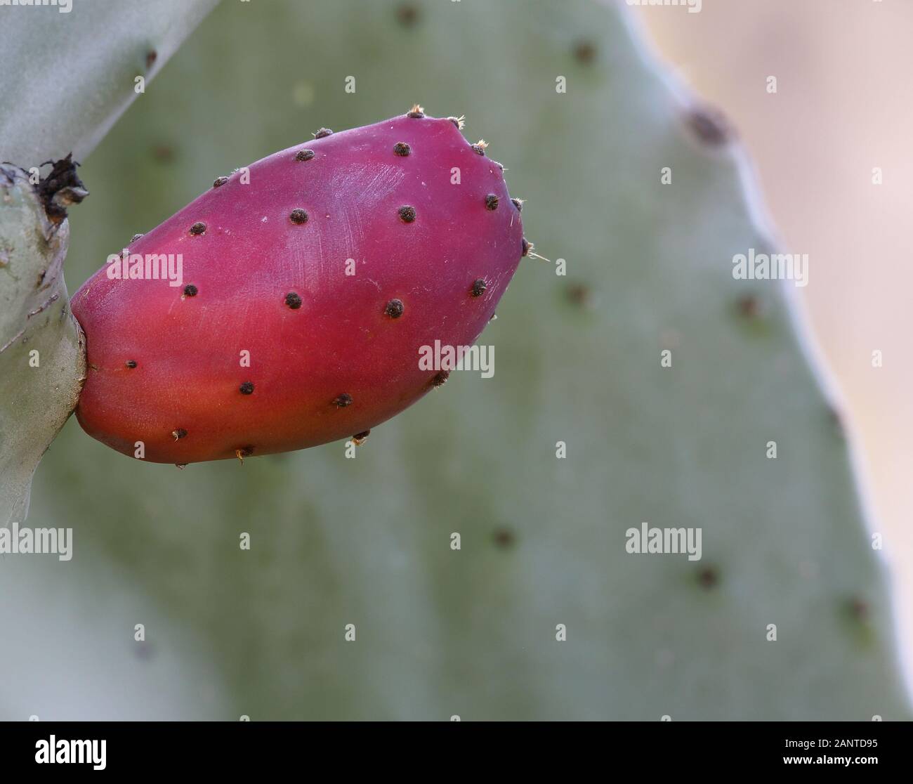 Pink fruit of the prickly pear cactus hi-res stock photography and ...