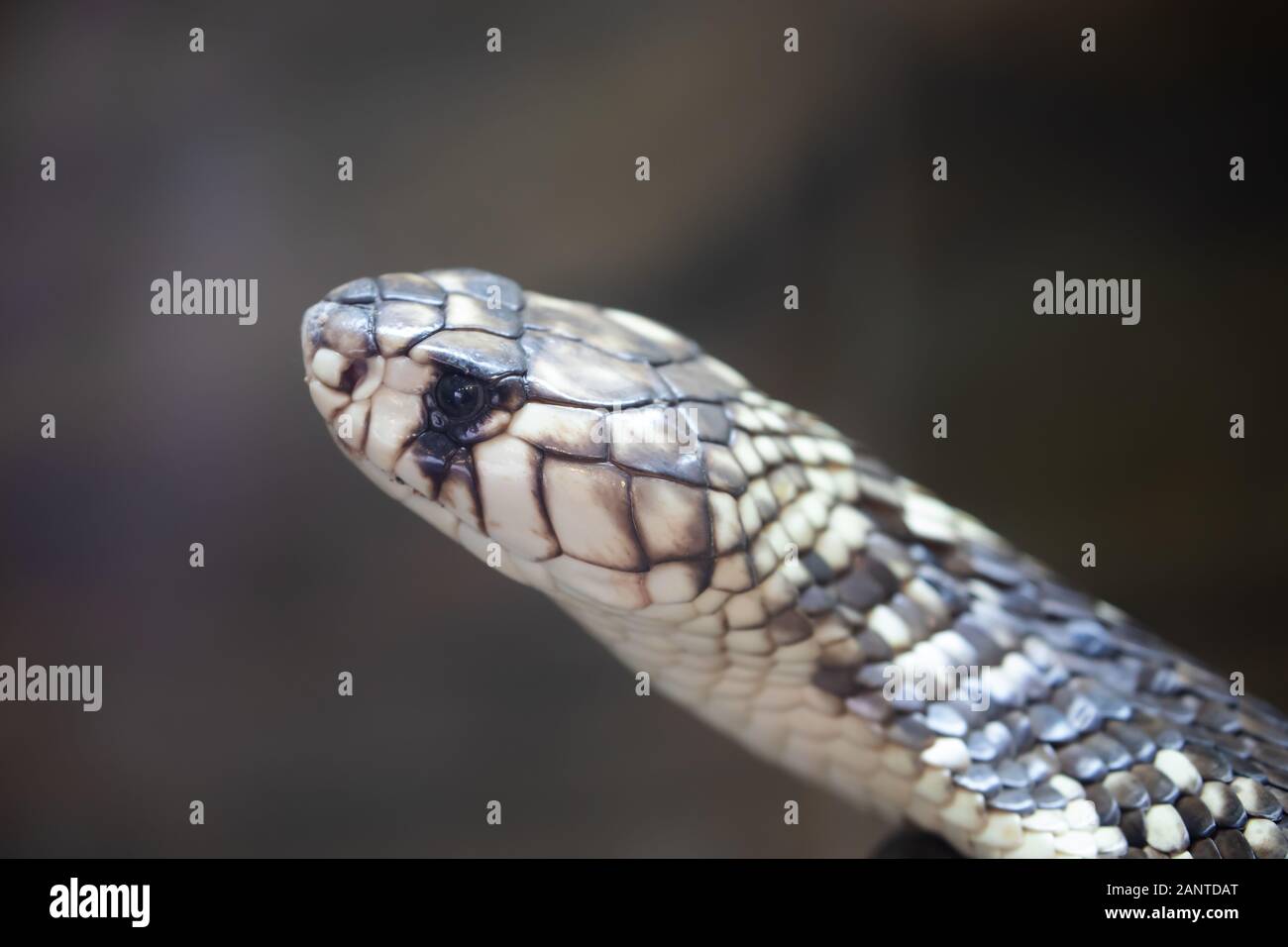Snouted Cobra in Phoenix Zoo, Arizona, USA Stock Photo - Alamy