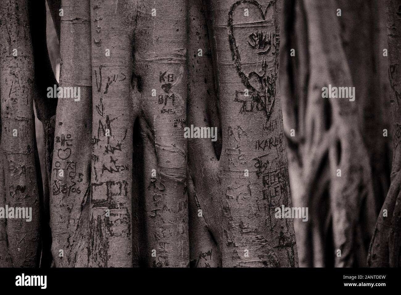 Lovers names and love hearts carved into the aerial roots of a Moreton ...