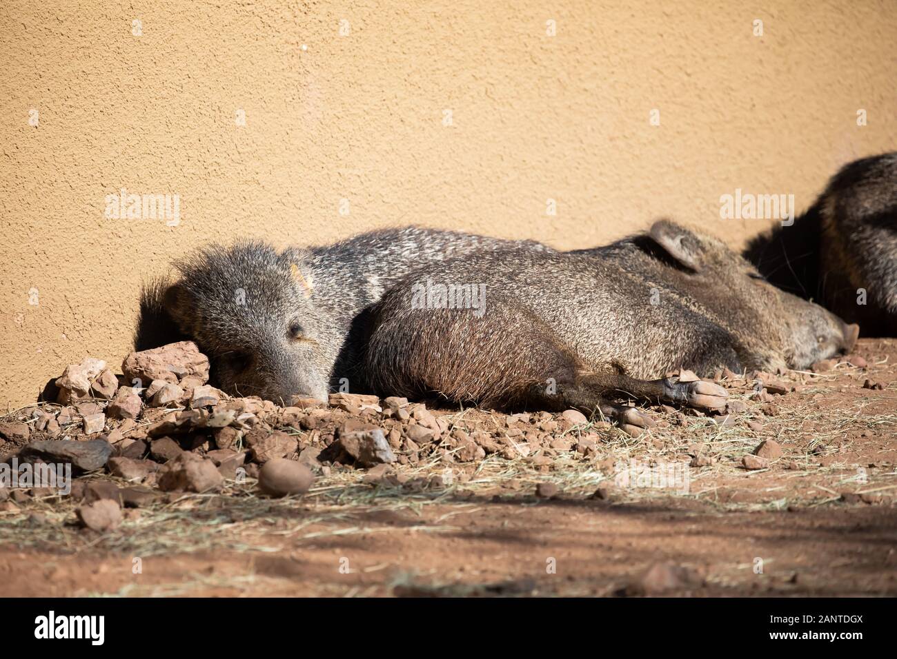 Collared Peccary in Phoenix Zoo, Arizona, USA Stock Photo - Alamy