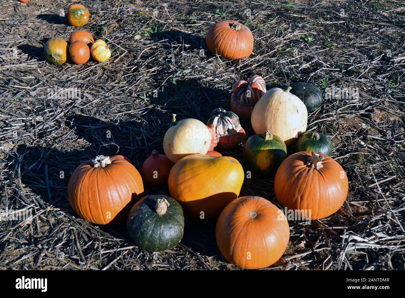 Pick your own pumpkin Stock Photo - Alamy