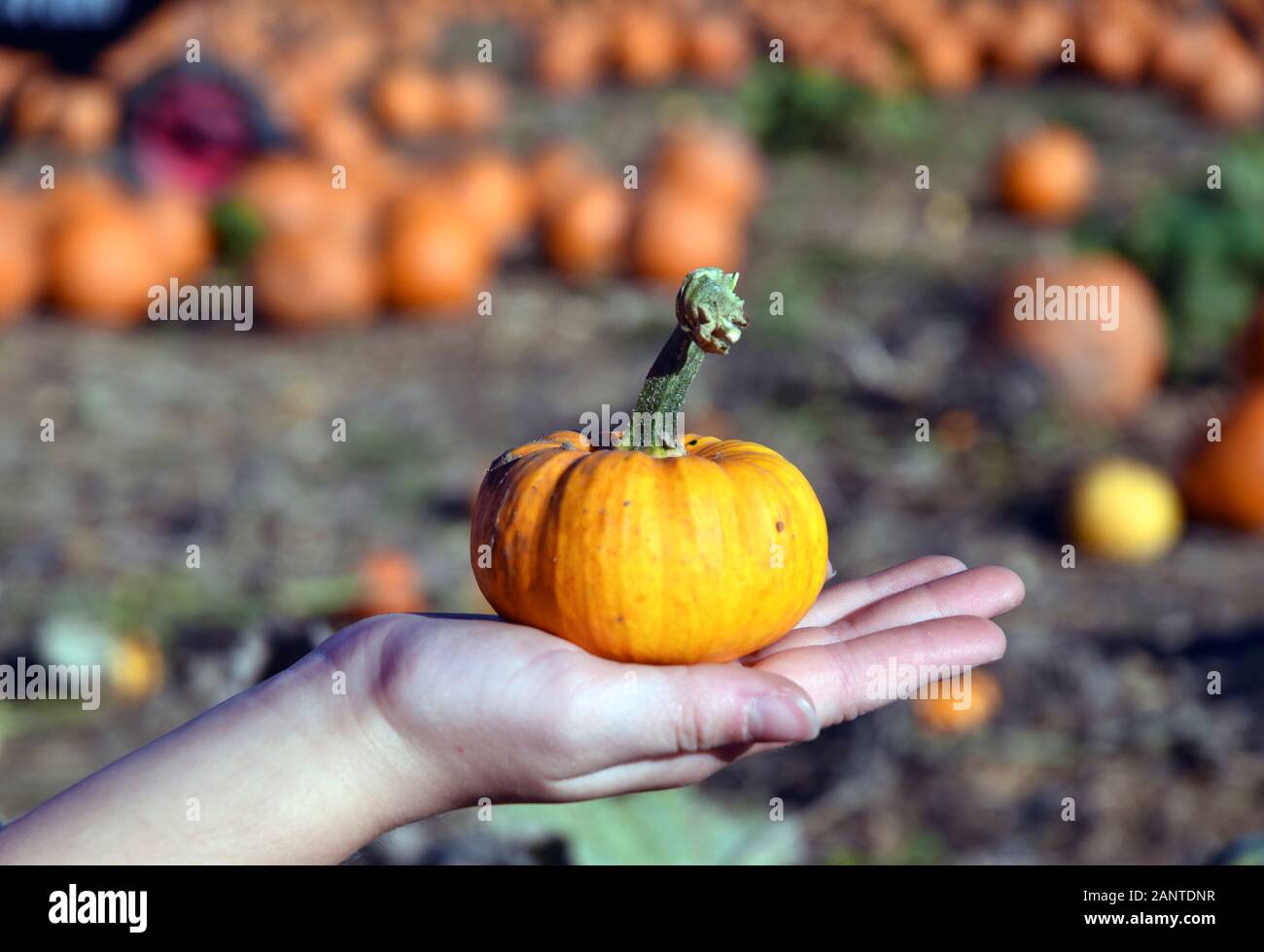 Pick your own pumpkin Stock Photo - Alamy