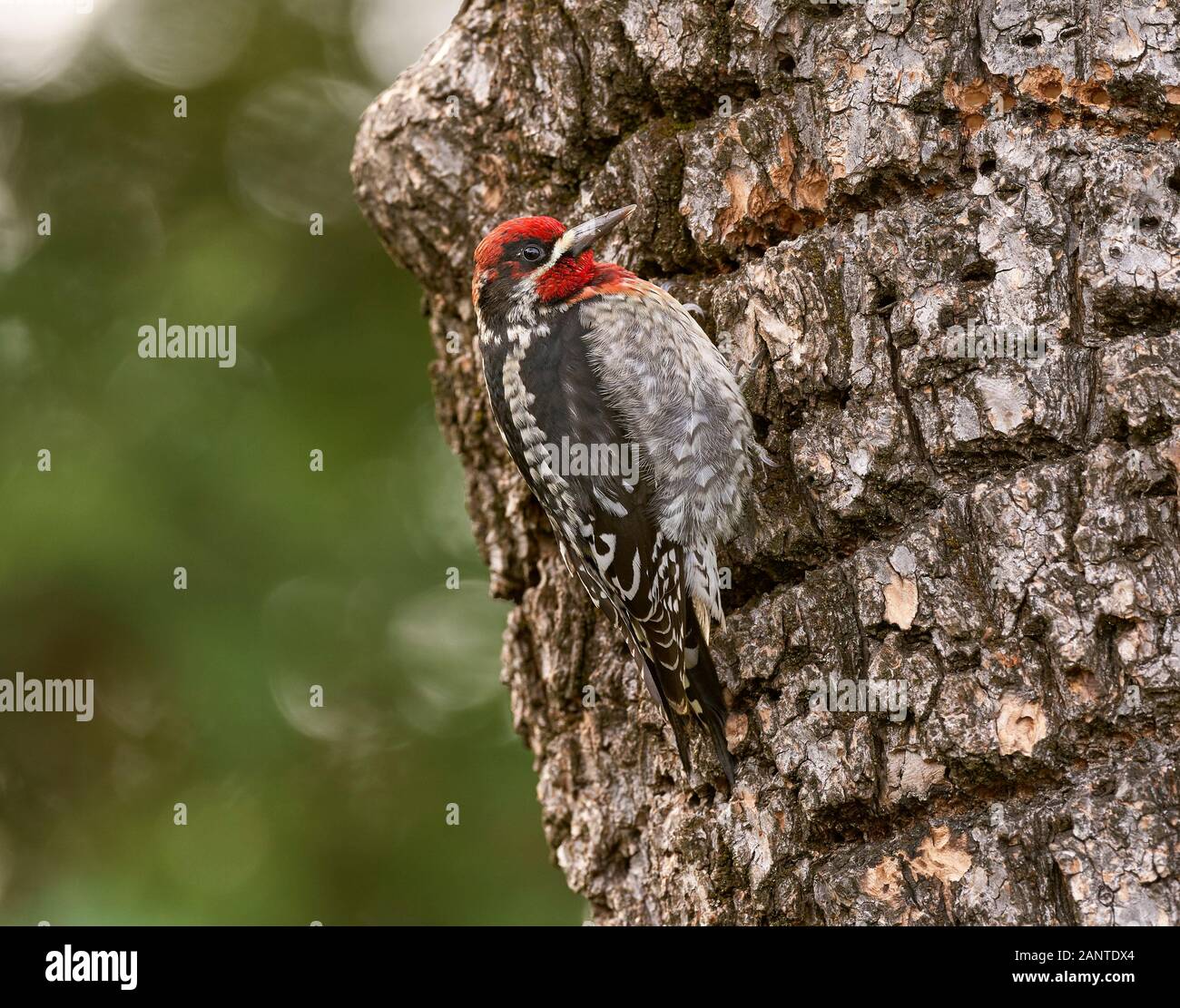 Sap Wells High Resolution Stock Photography and Images - Alamy