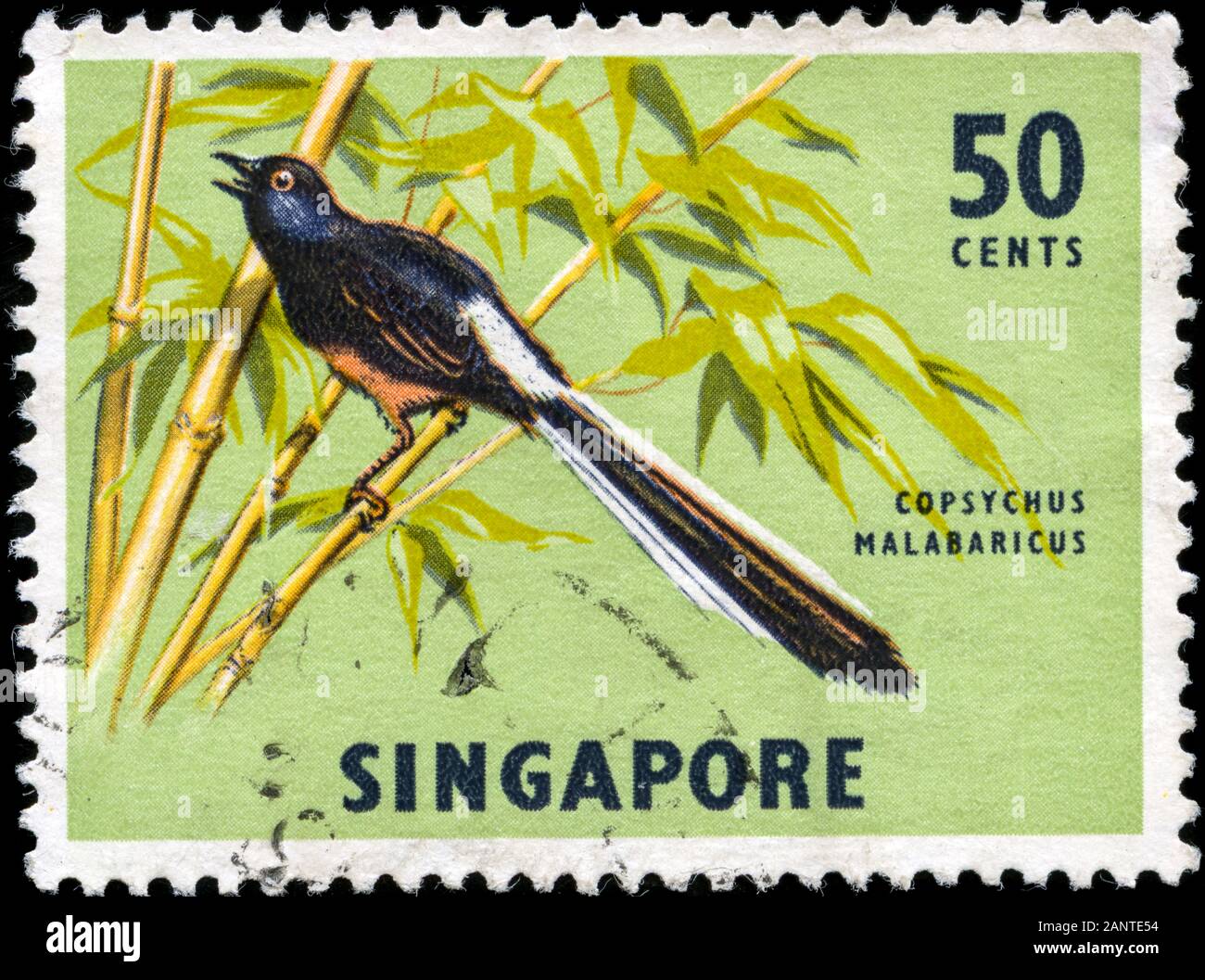 White-rumped Shama (Copsychus malabaricus Stock Photo - Alamy