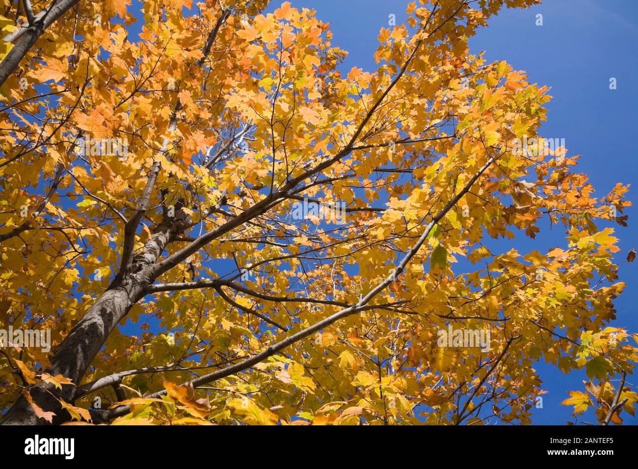 Sugar maple tree branches hi-res stock photography and images - Alamy