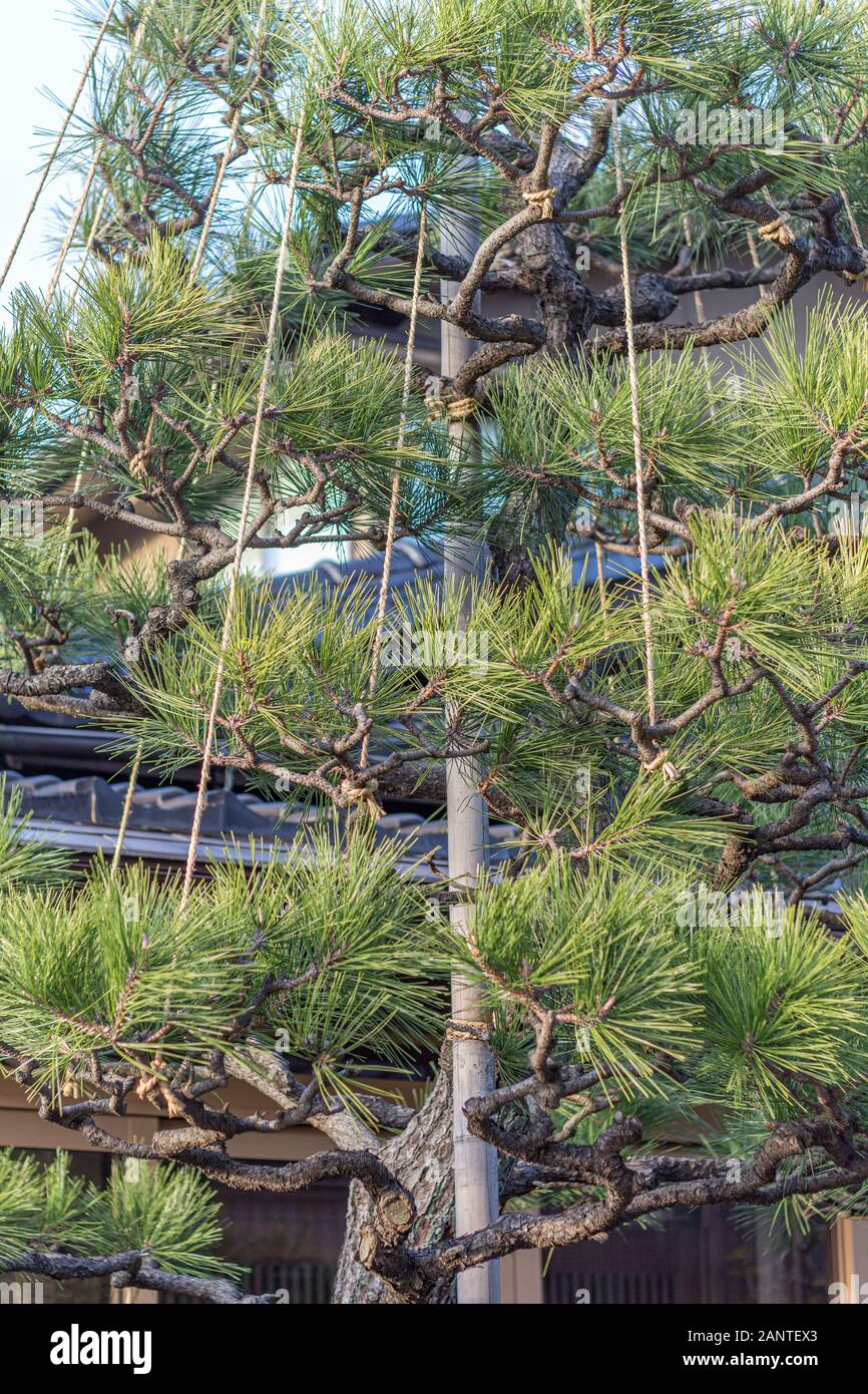 Japanese pine tree in winter supported by ropes called yukitsuri which ...