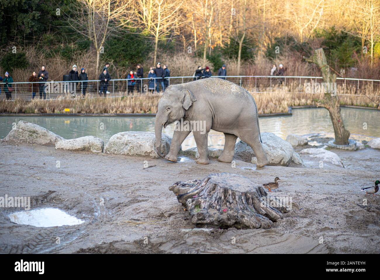 Elephant in Copenhagen Zoo Stock Photo - Alamy