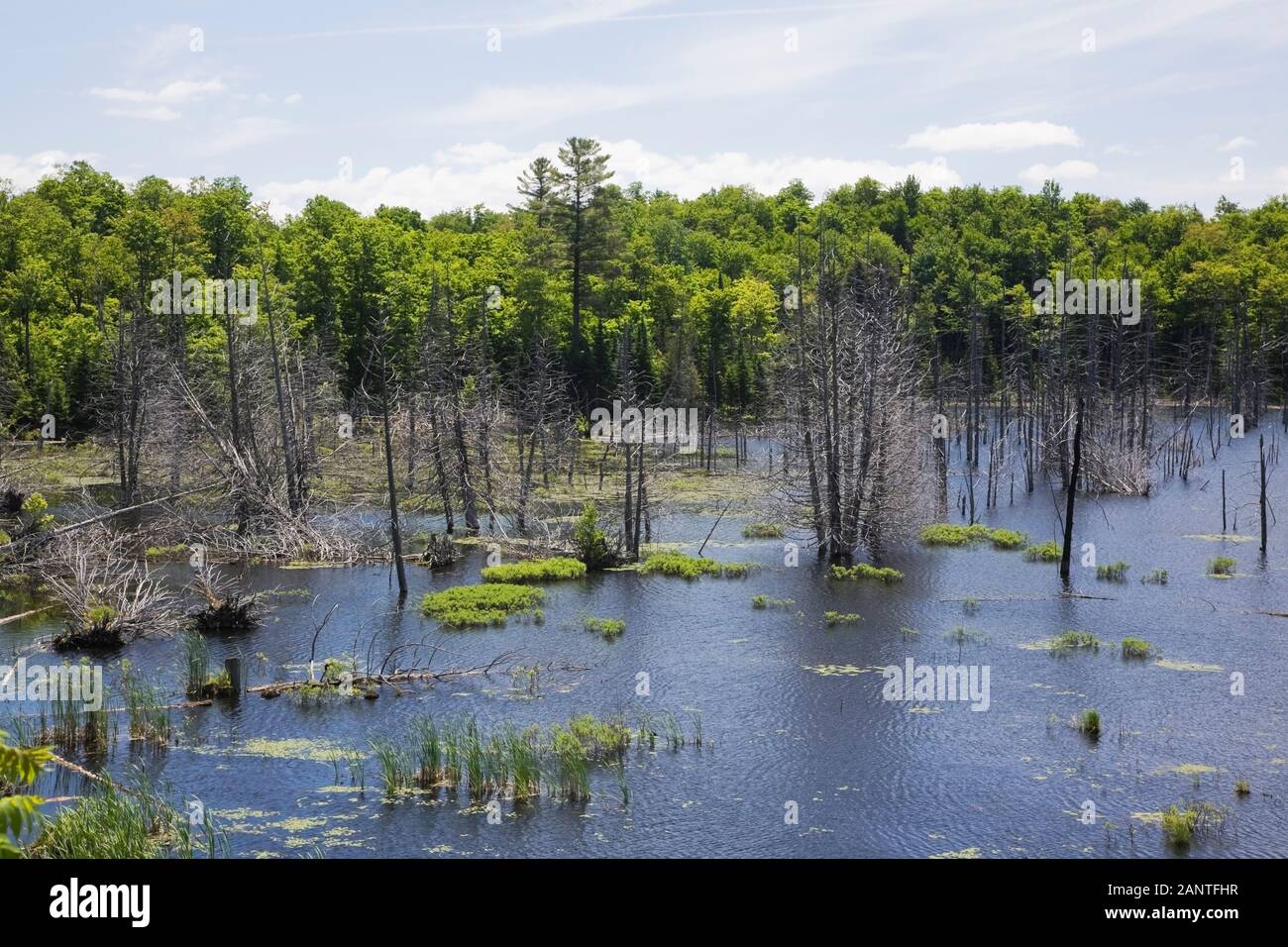 Man-made fresh water marsh on the edge of a deciduous tree forest with ...