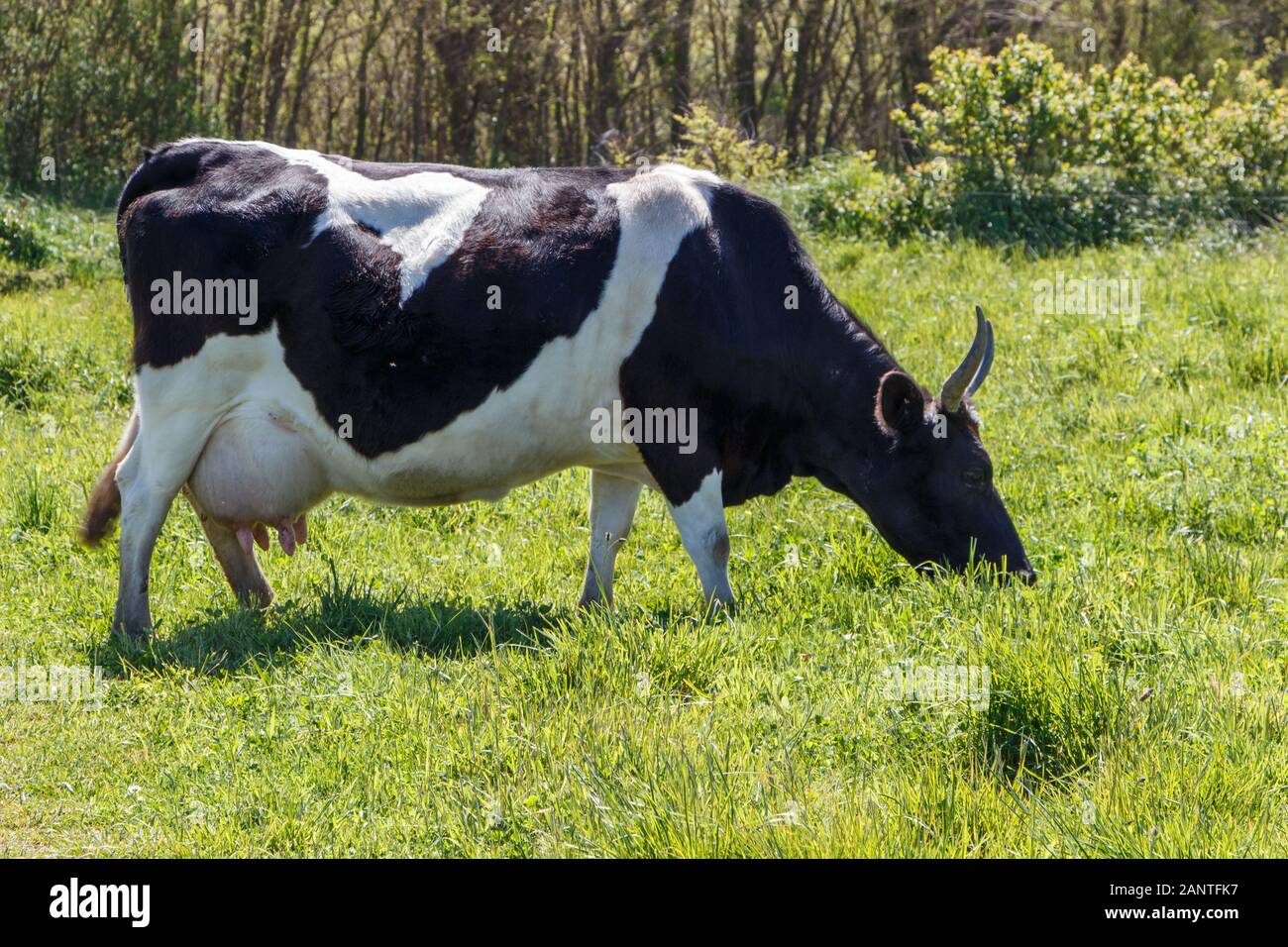 Black and white breton Pie Noire cow grazing in a field in Brittany ...
