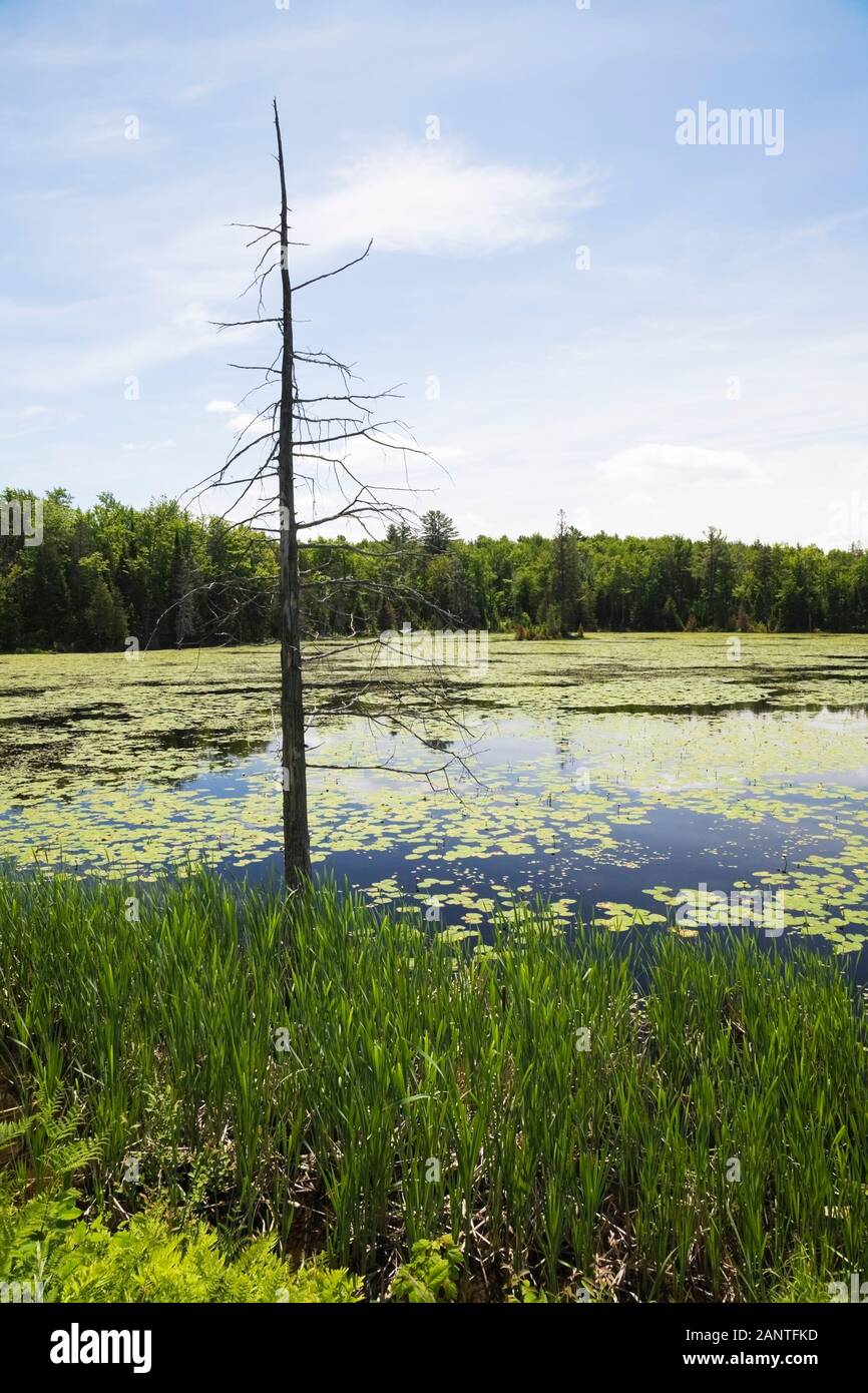 Typha latifolia - Common Cattails and dead evergreen tree on the edge ...