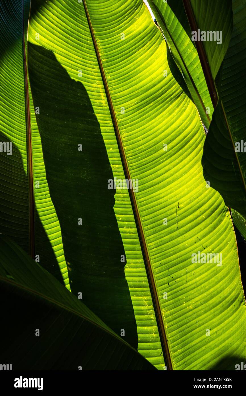 Shadow of banana leaf over its green leaf with clear texture and lines ...