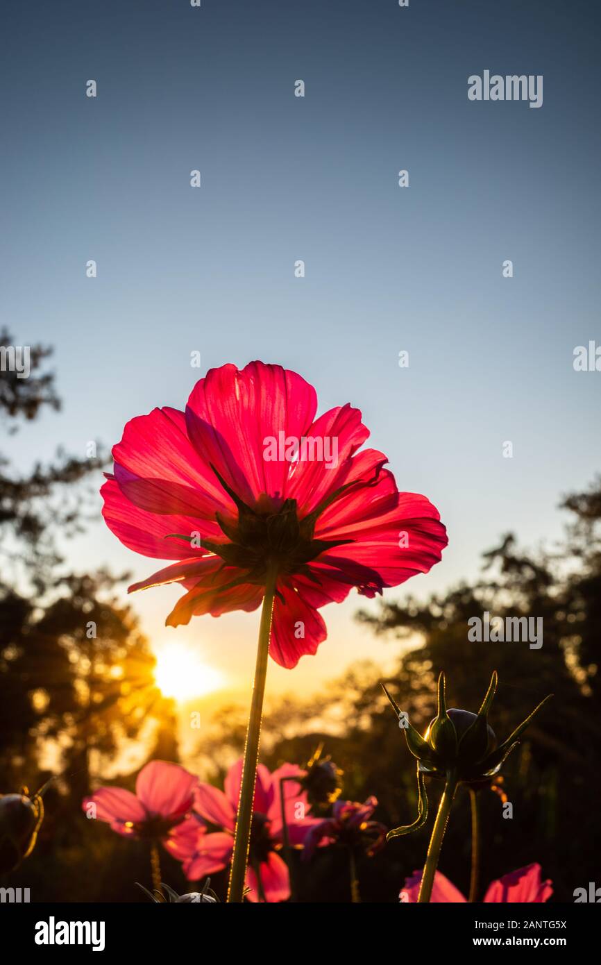 Beautiful cosmos flower sunrise hi-res stock photography and images - Alamy